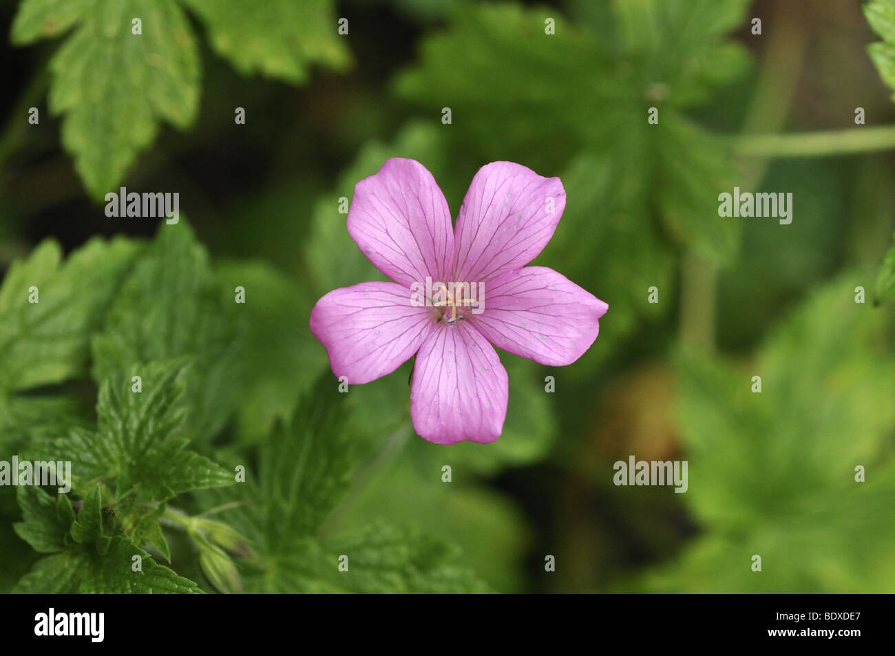 Geranium endressii hi-res stock photography and images - Alamy