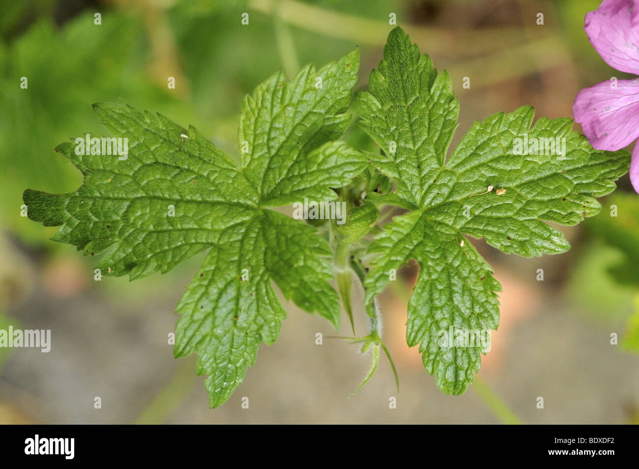 Geranium endressii hi-res stock photography and images - Alamy