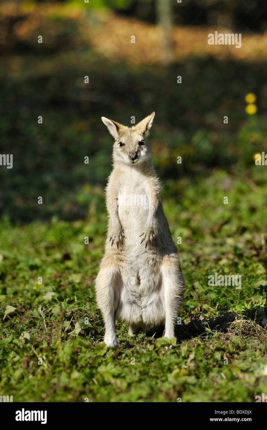 Agile Wallaby or Sandy Wallaby (Macropus agilis), Tierpark Hellabrunn ...