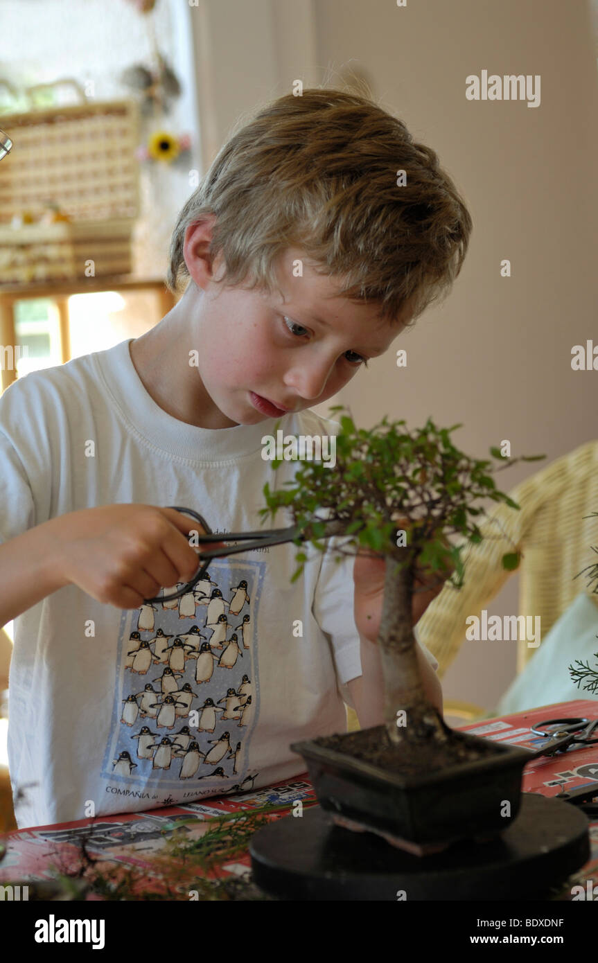 10-year-old boy cutting a bonsai tree Stock Photo - Alamy
