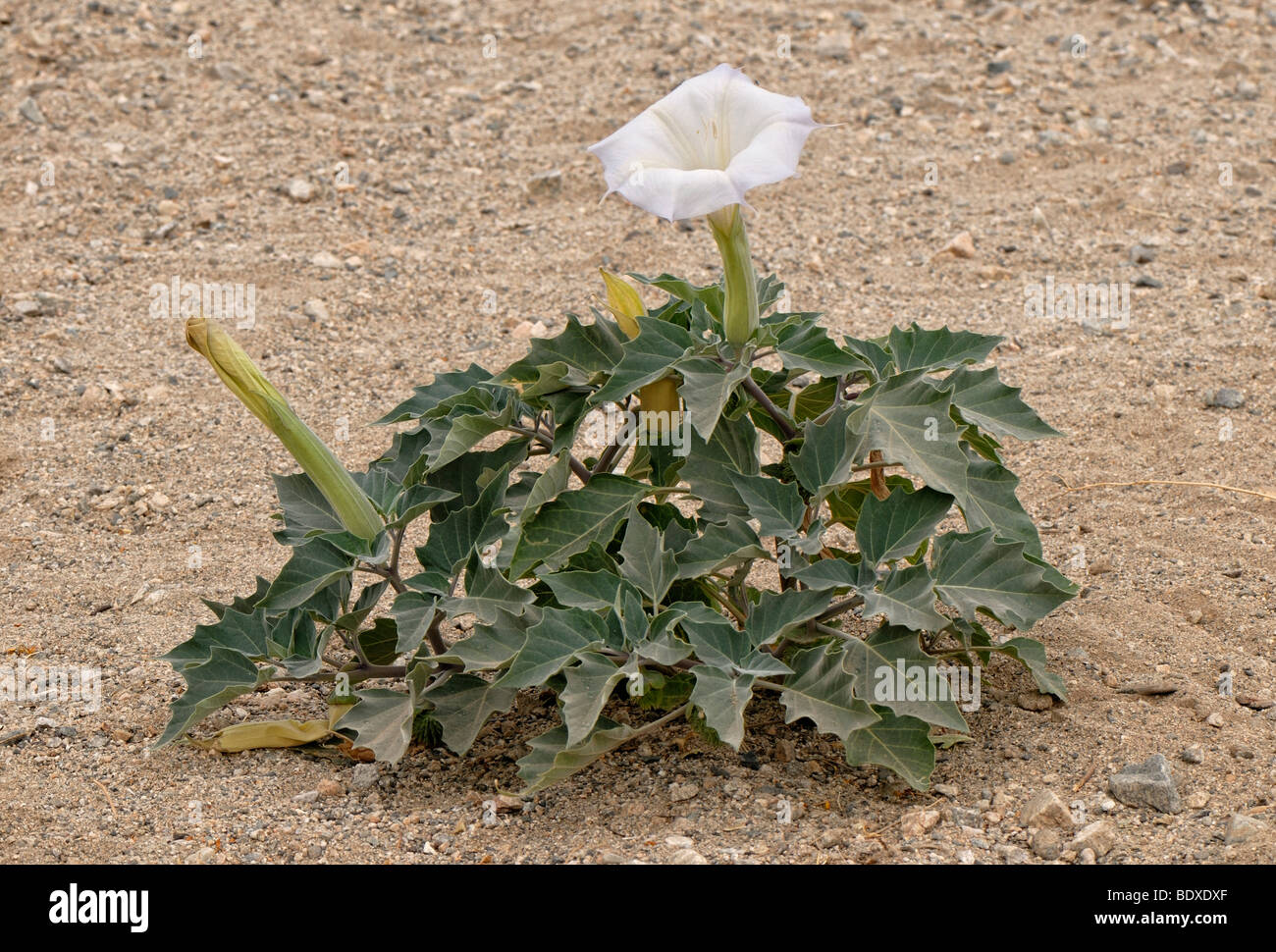 Jimson Weed