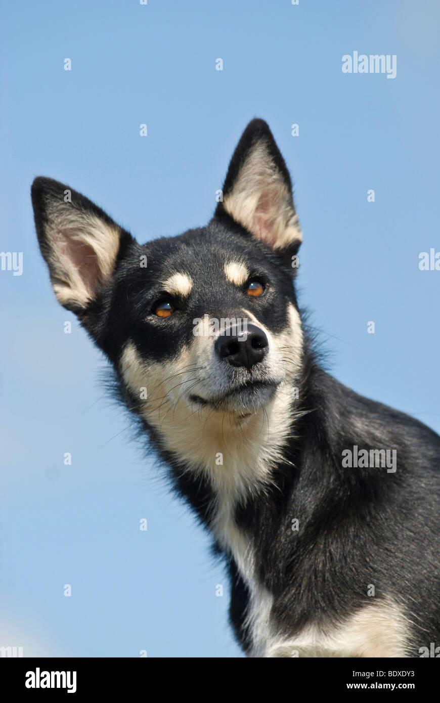 Lapponian dog hi-res stock photography and images - Alamy