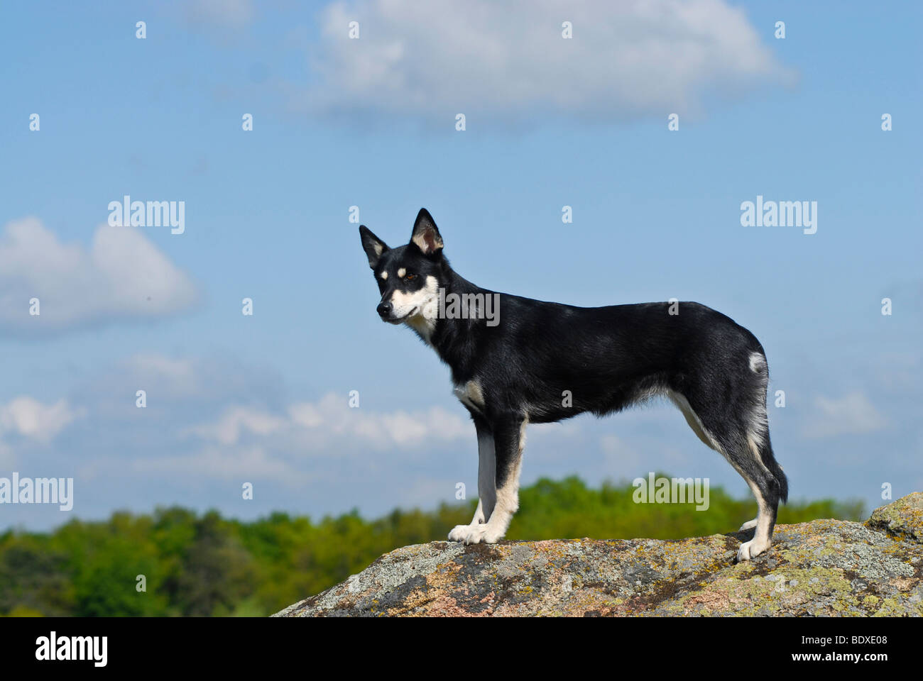 Lapponian Herder, Lapinporokoira or Lapp Reindeer dog standing on a ...
