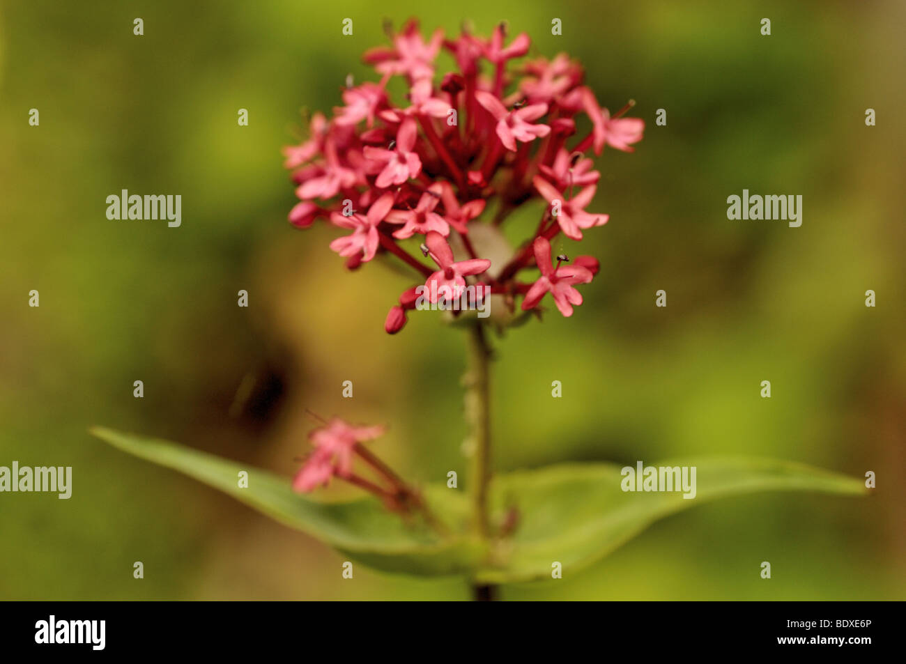 Red valerian flower hi-res stock photography and images - Alamy