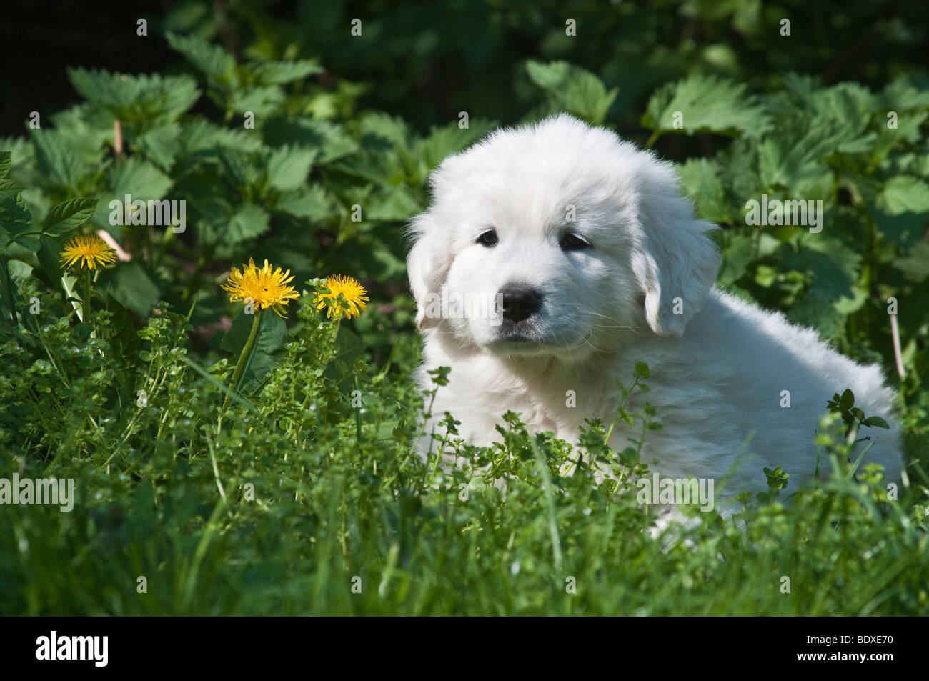 Polish Tatra Sheepdog, Owczarek Tatrzanski or Owczarek Podhalanski ...