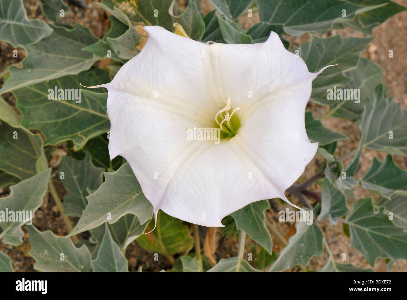 Jimson weed hi-res stock photography and images - Alamy