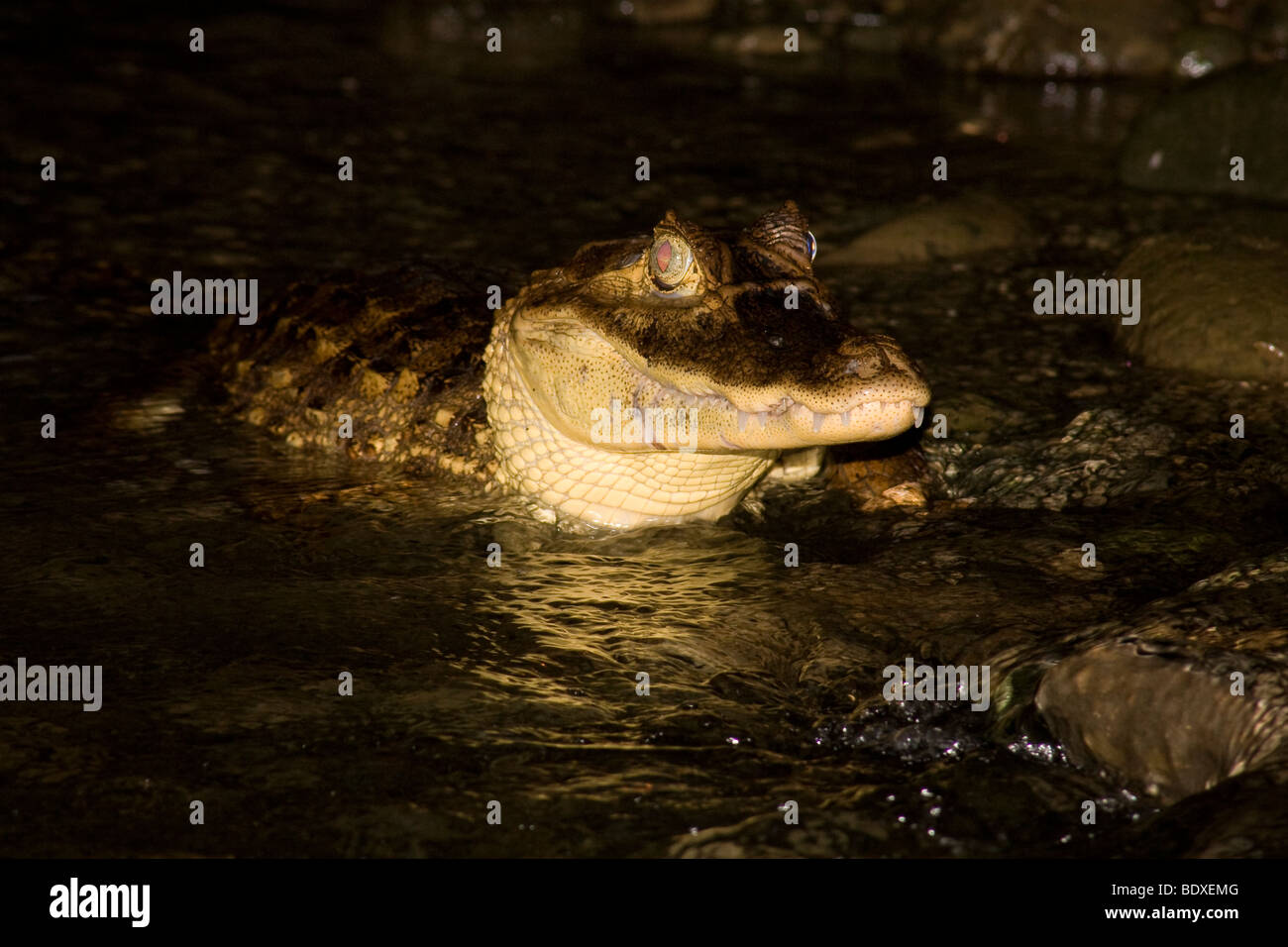 Caiman, Caiman crocodilus, at night in the lowland tropical rainforests ...
