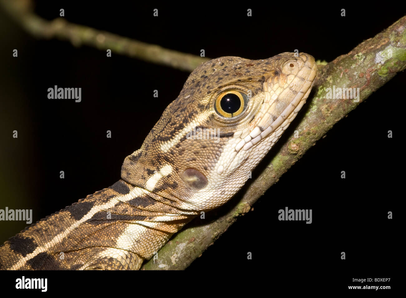 Jesus Christ Lizard Running On Water