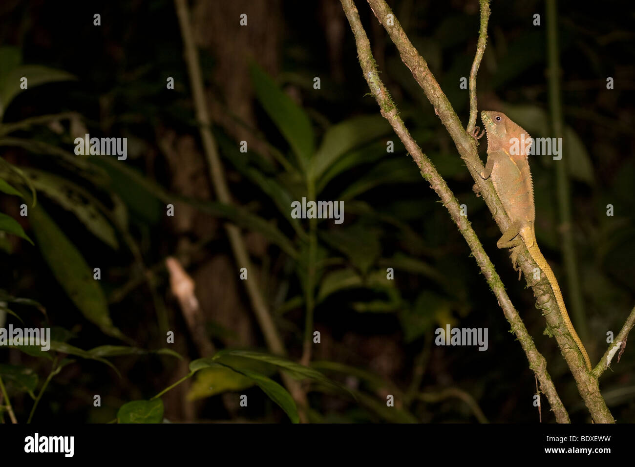 A helmeted iguana (a.k.a., casque-headed lizard, Corytophanes cristatus ...