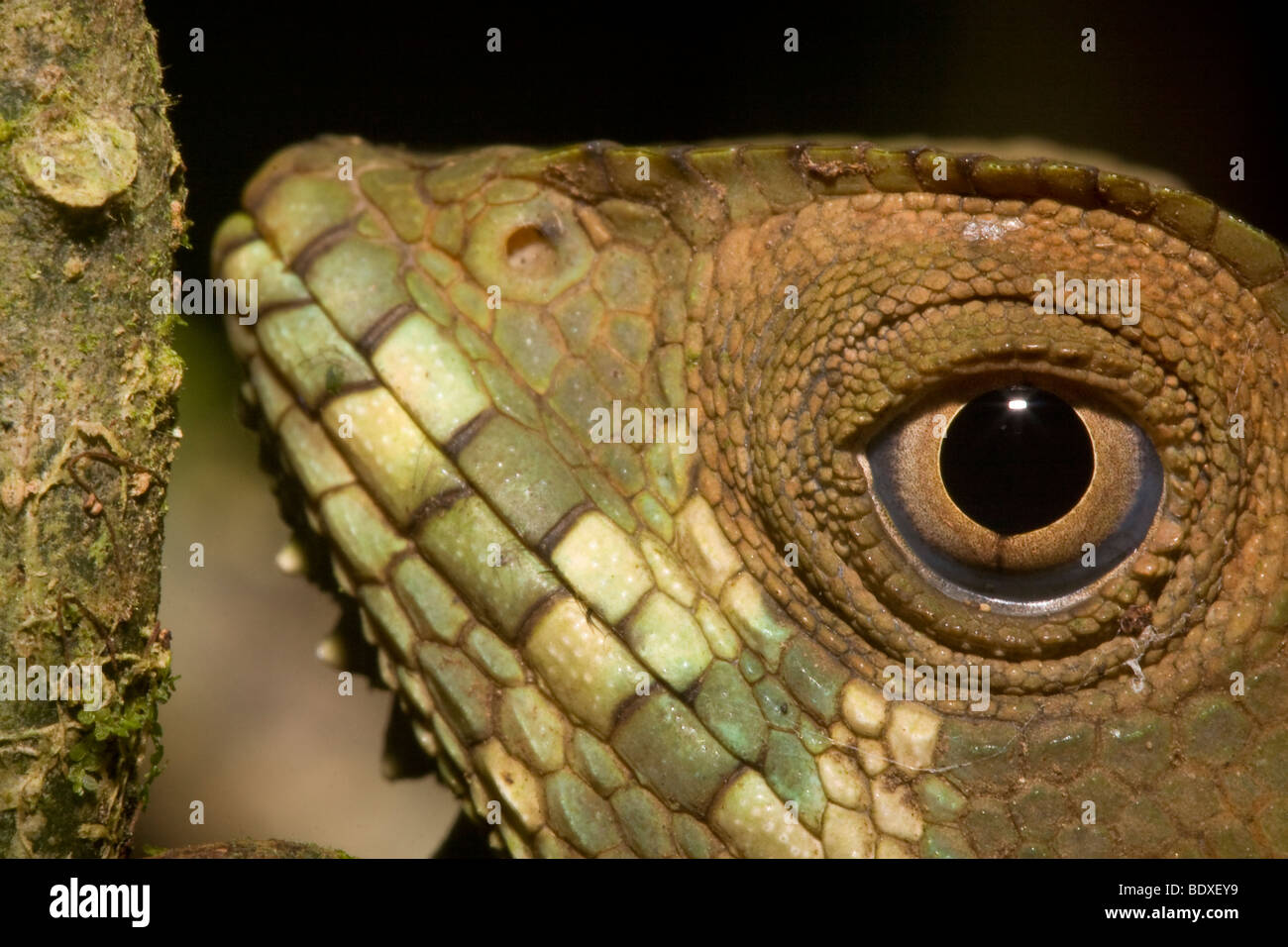 Close-up of a helmeted iguana (a.k.a., casque-headed lizard ...
