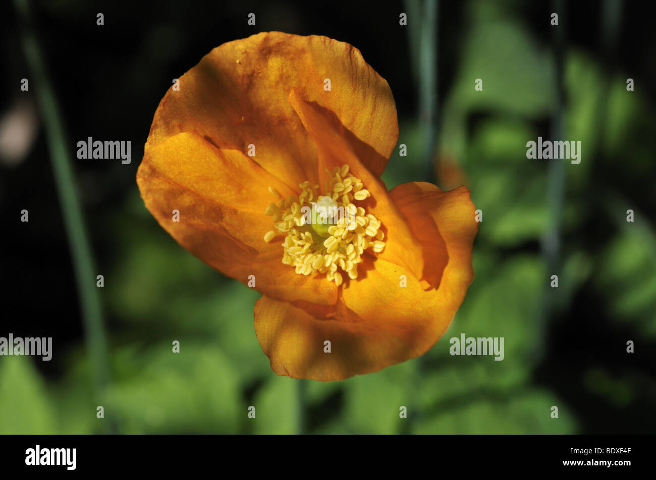 California poppy uk hi-res stock photography and images - Alamy
