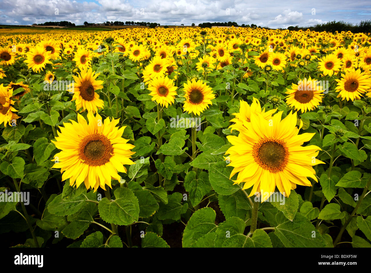 Summer tees hi-res stock photography and images - Alamy