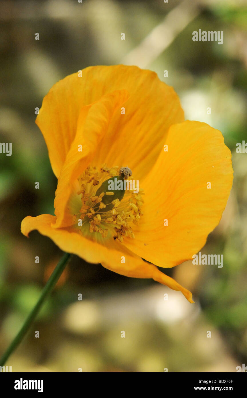 California poppy closeup hi-res stock photography and images - Alamy