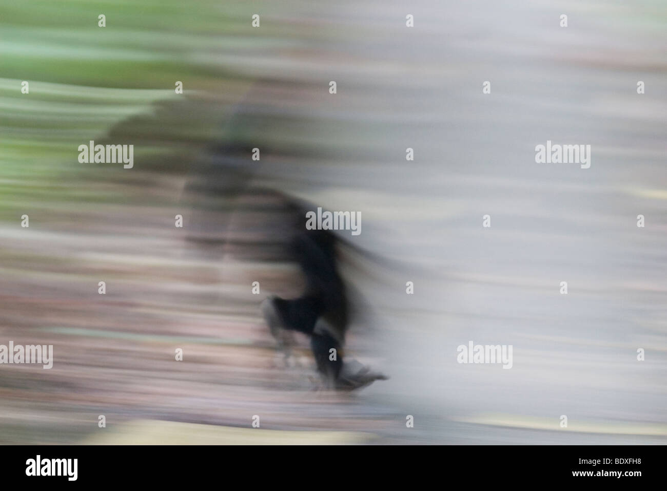 Jumping capuchin monkey, Cebus capucinus. Photographed in Costa Rica ...