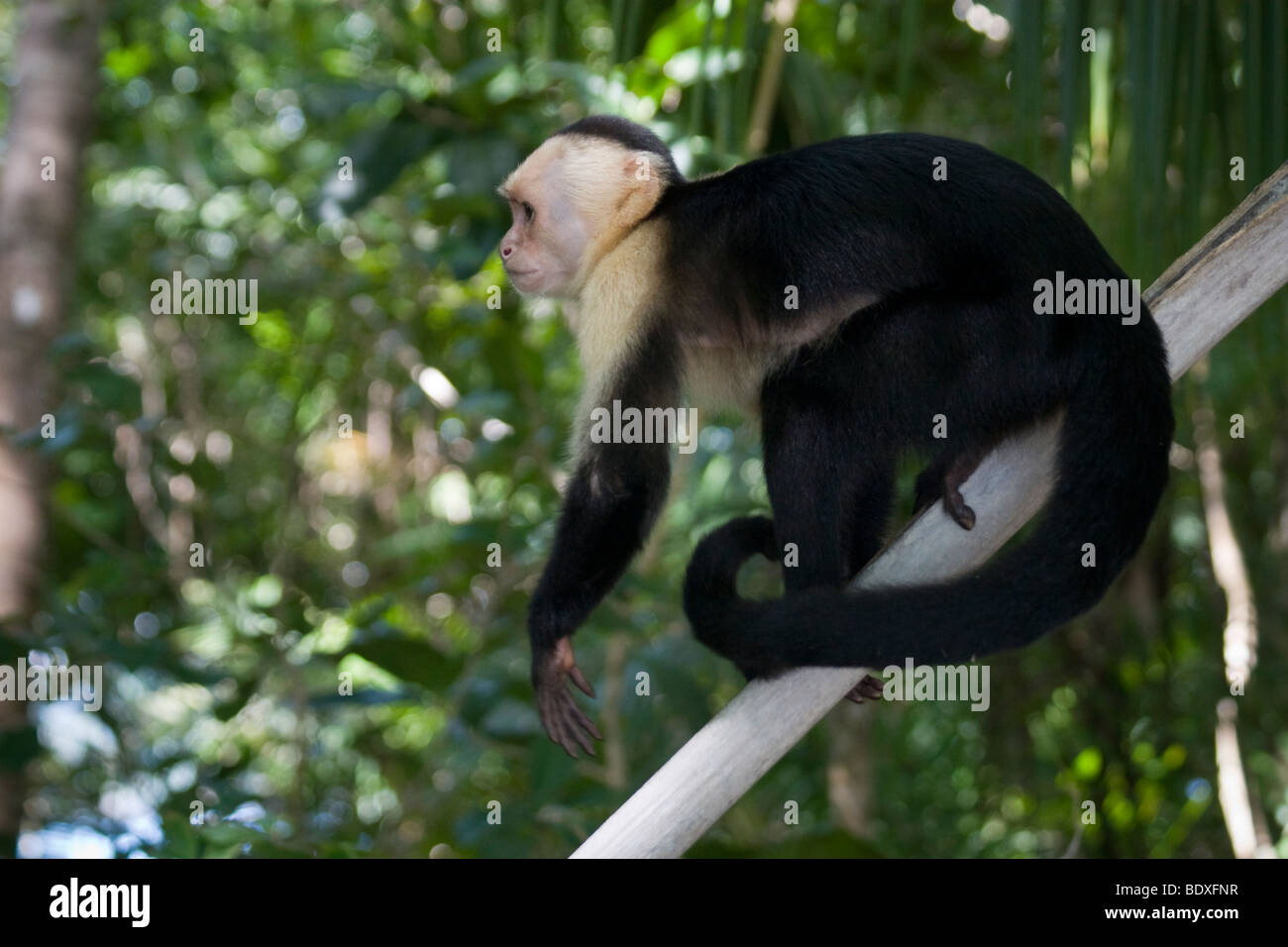 White-headed capuchin monkey, Cebus capucinus. Photographed in Costa ...