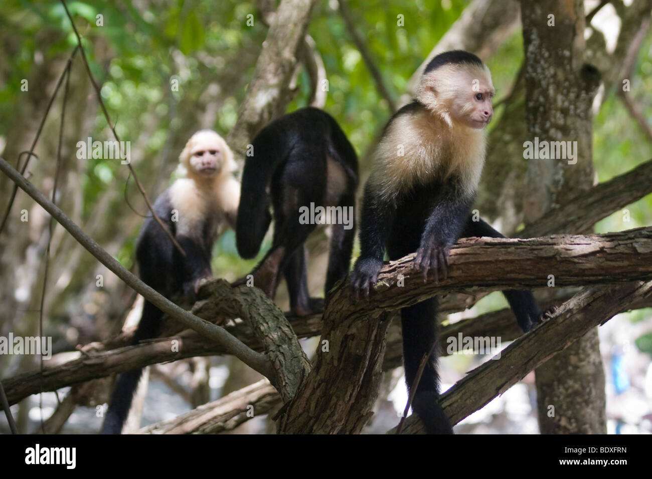 Group of white-headed capuchin monkeys, Cebus capucinus. Photographed ...