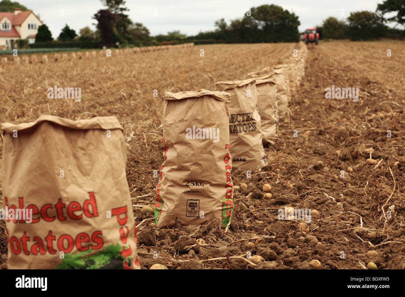 Harvesting potatoes paper sacks hi-res stock photography and images - Alamy