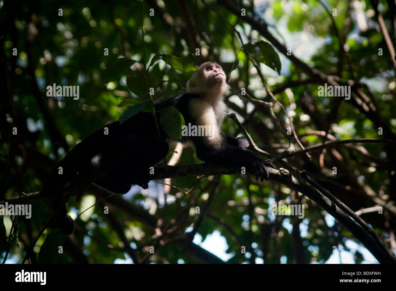 White-headed capuchin monkey, Cebus capucinus. Photographed in Costa ...
