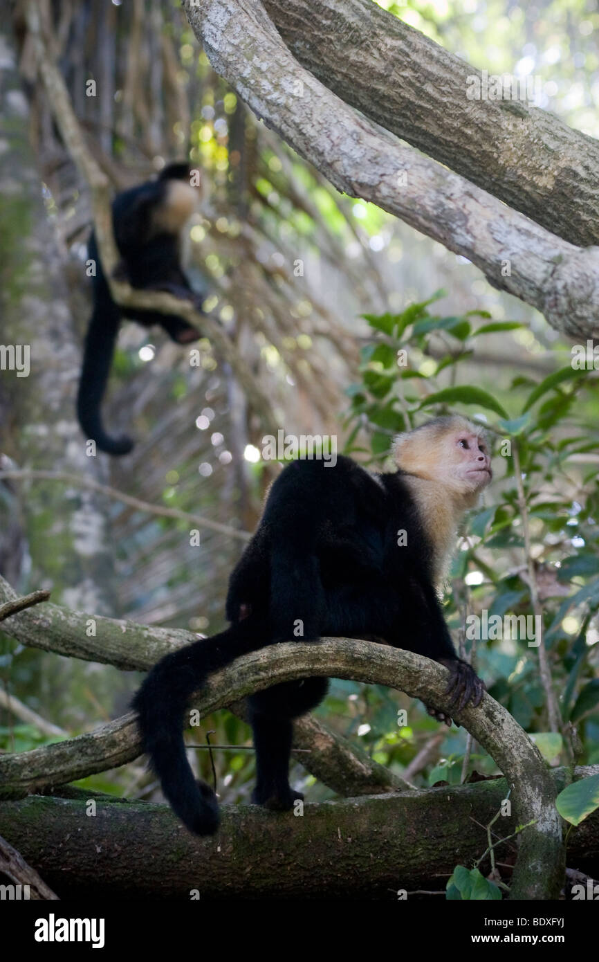 Group of white-headed capuchin monkeys, Cebus capucinus. Photographed ...