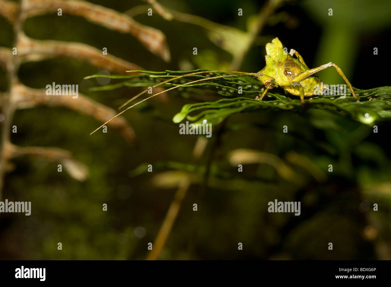 A well-camouflaged katydid, order Orthoptera, family Tettigoniidae ...