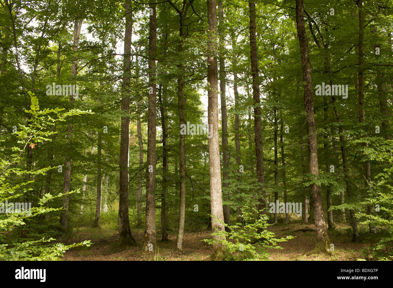 Senonches france hi-res stock photography and images - Alamy