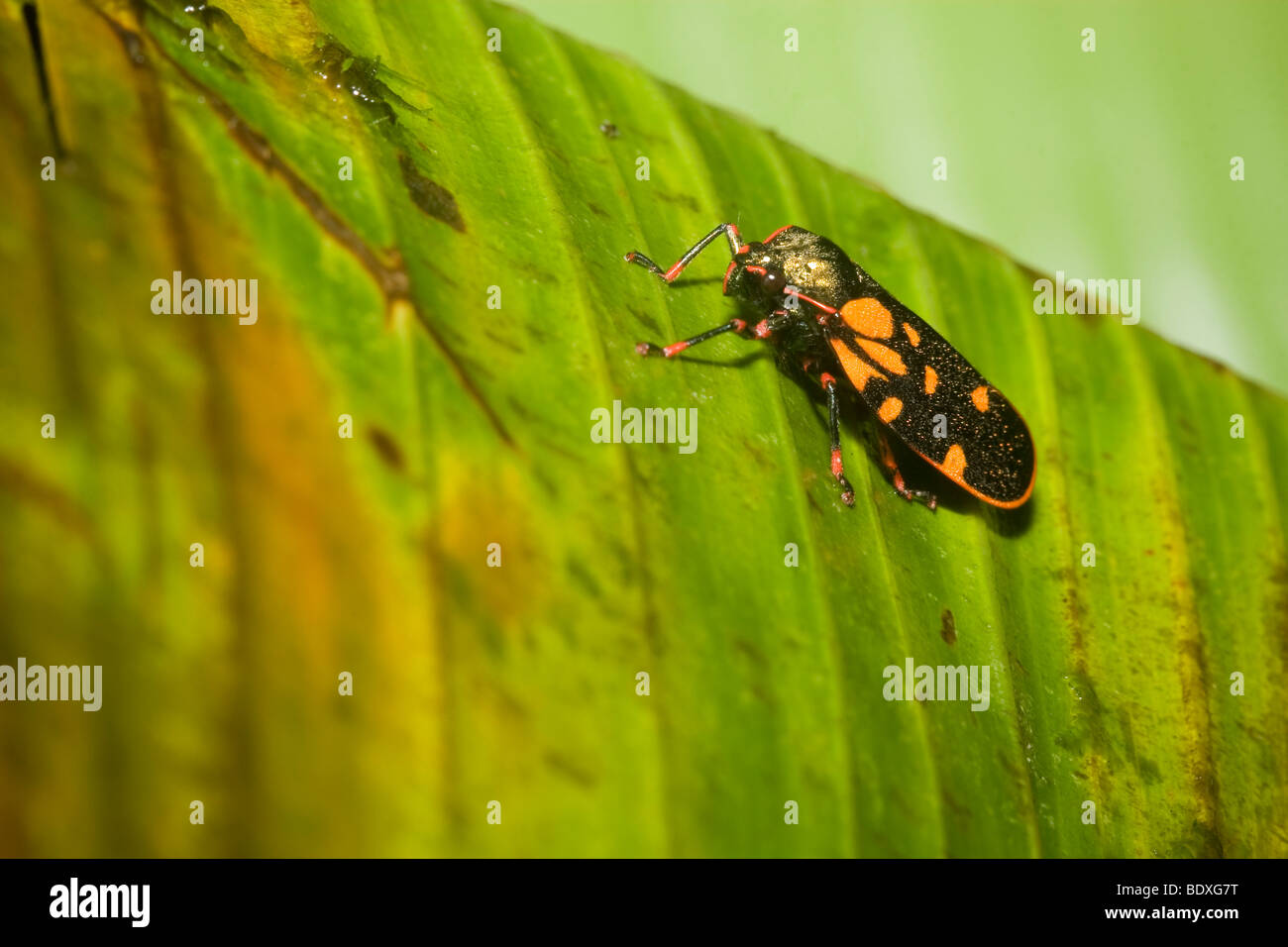 Orange froghopper hi-res stock photography and images - Alamy