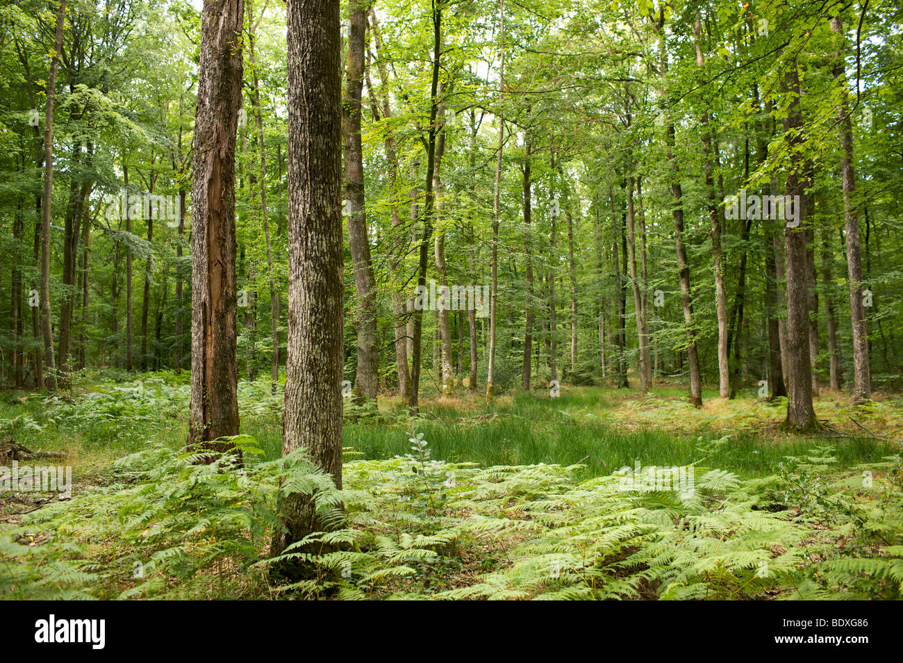 Perche national park hi-res stock photography and images - Alamy
