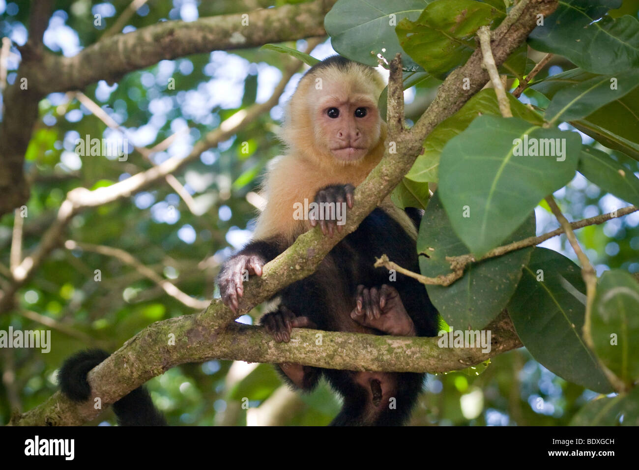 White-headed capuchin monkey, Cebus capucinus. Photographed in Costa ...