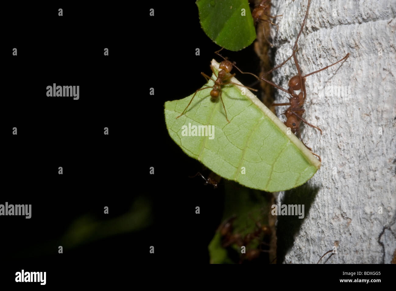 Leaf-cutter ant worker carrying leaf fragments back to their nest. The ...