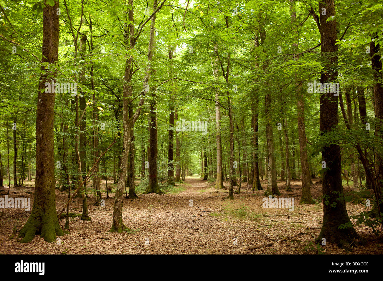 Senonches hi-res stock photography and images - Alamy