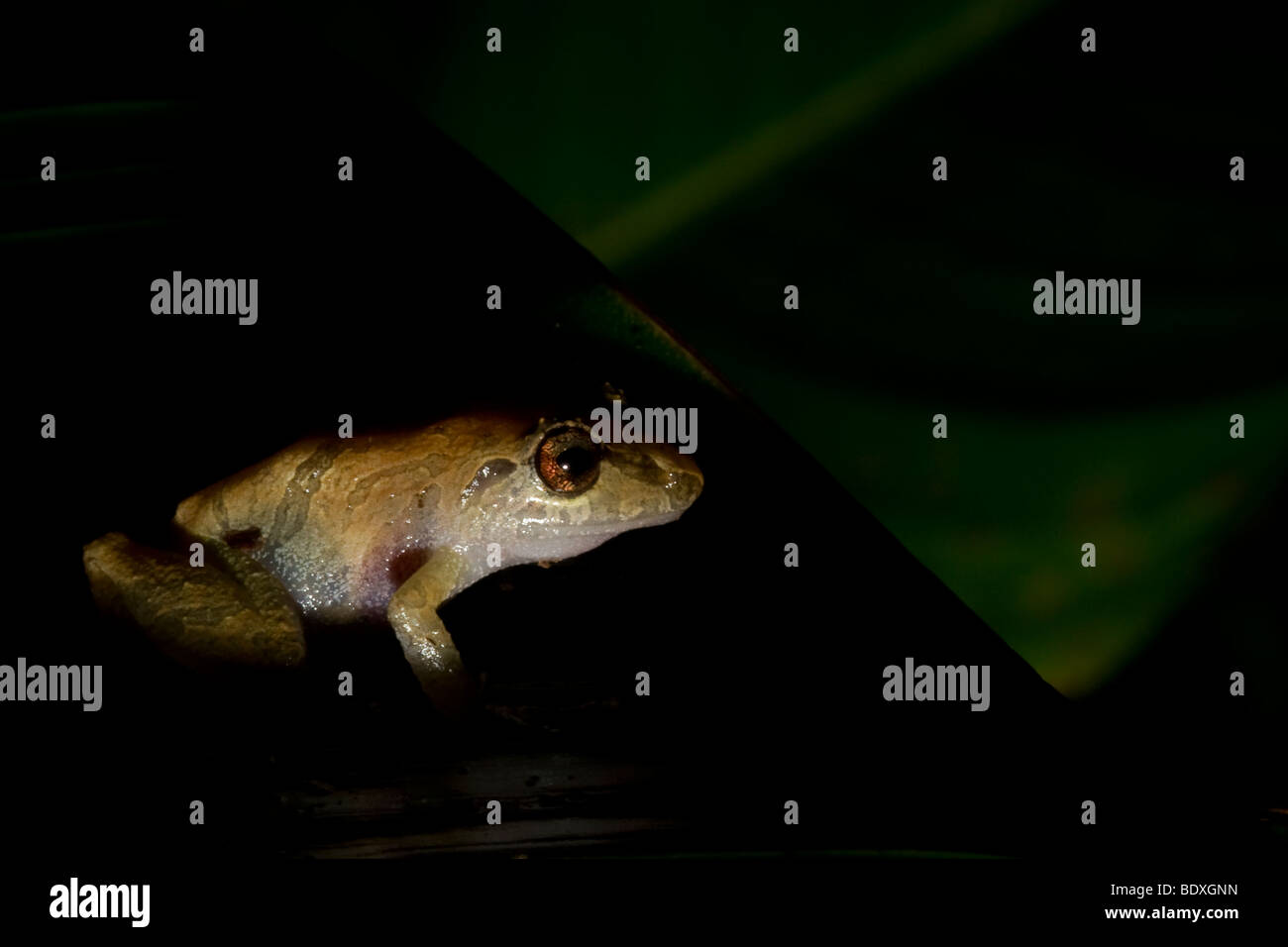 Frog black hi-res stock photography and images - Alamy