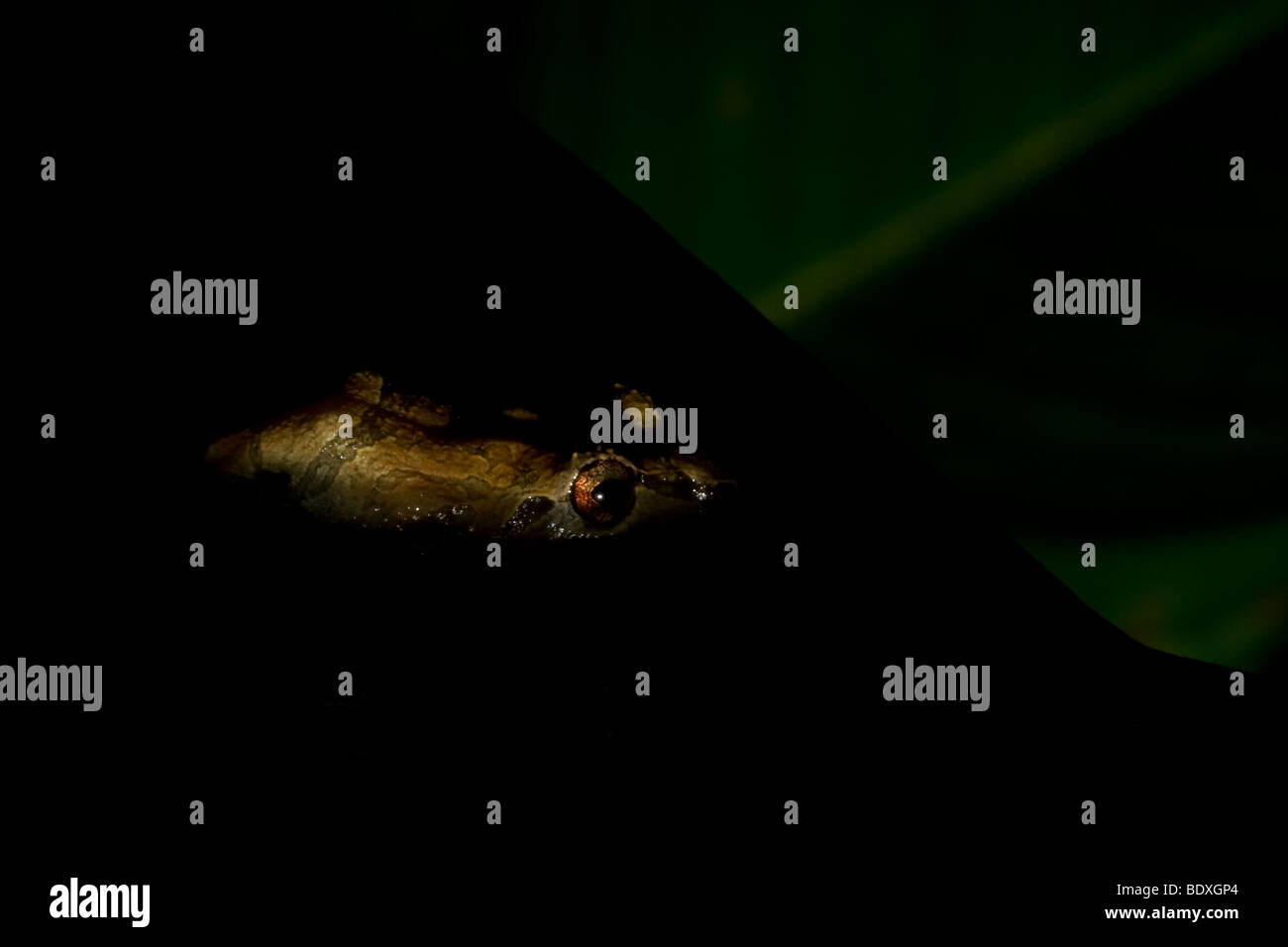 Pygmy rain frog (Pristimantis ridens) perched on a leaf. Photographed ...