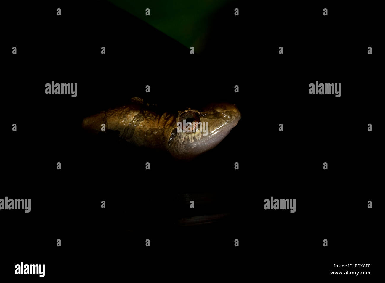 Frog black hi-res stock photography and images - Alamy