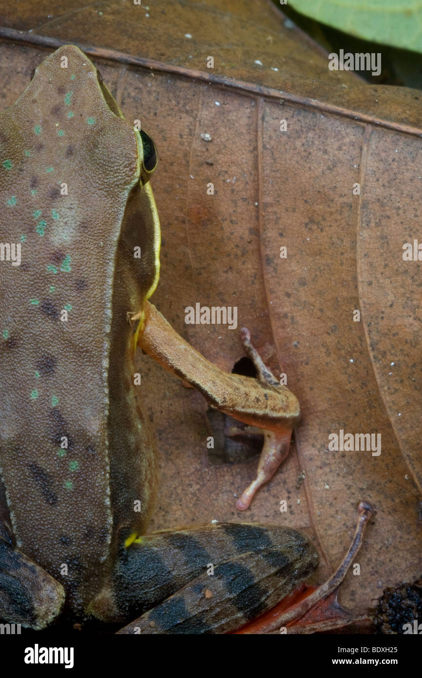 A brilliant forest frog (a.k.a., Warszewitsch's frog, Rana warszewitschii) perched on a dead ...