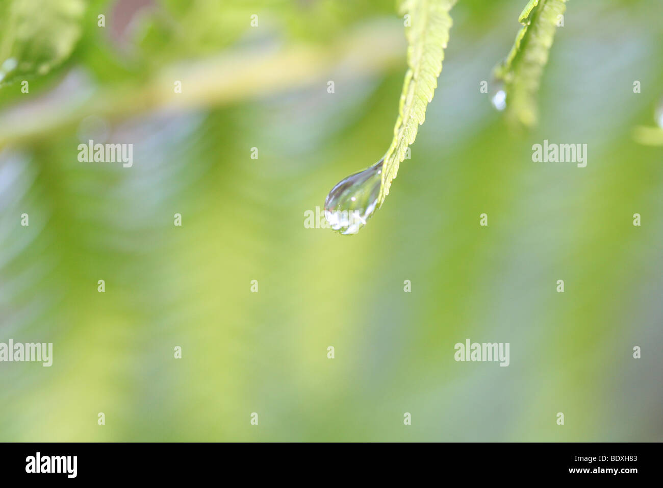 fresh dew drop Stock Photo - Alamy