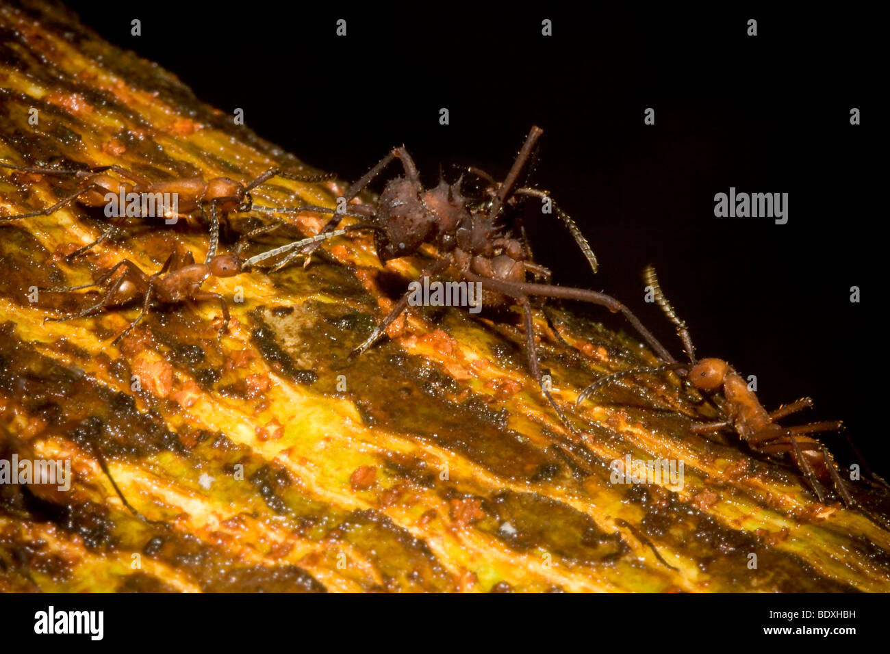 A soldier leaf-cutter ant is immobilized by a number of smaller ants ...