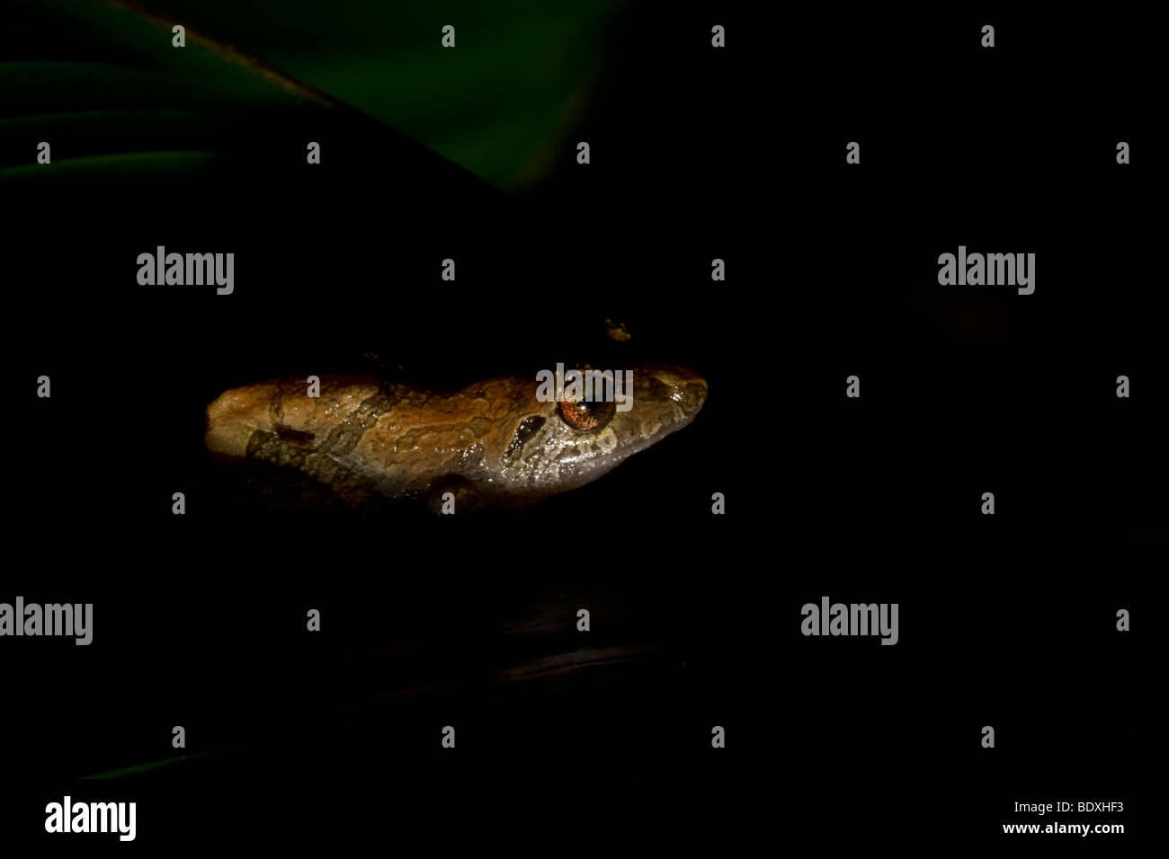 Frog black hi-res stock photography and images - Alamy