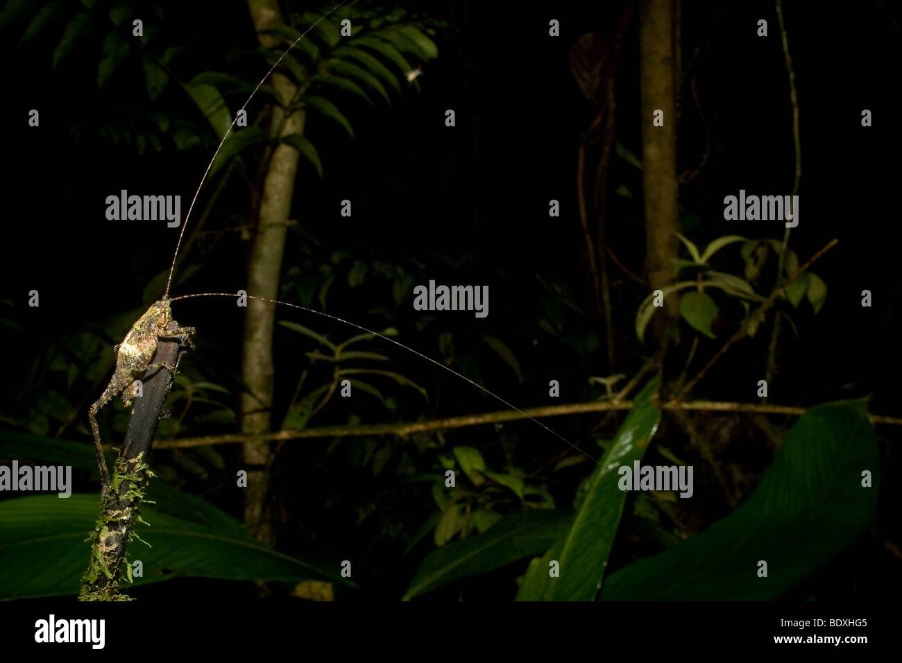 Katydid, order Orthoptera, family Tettigoniidae. Photographed in Costa ...