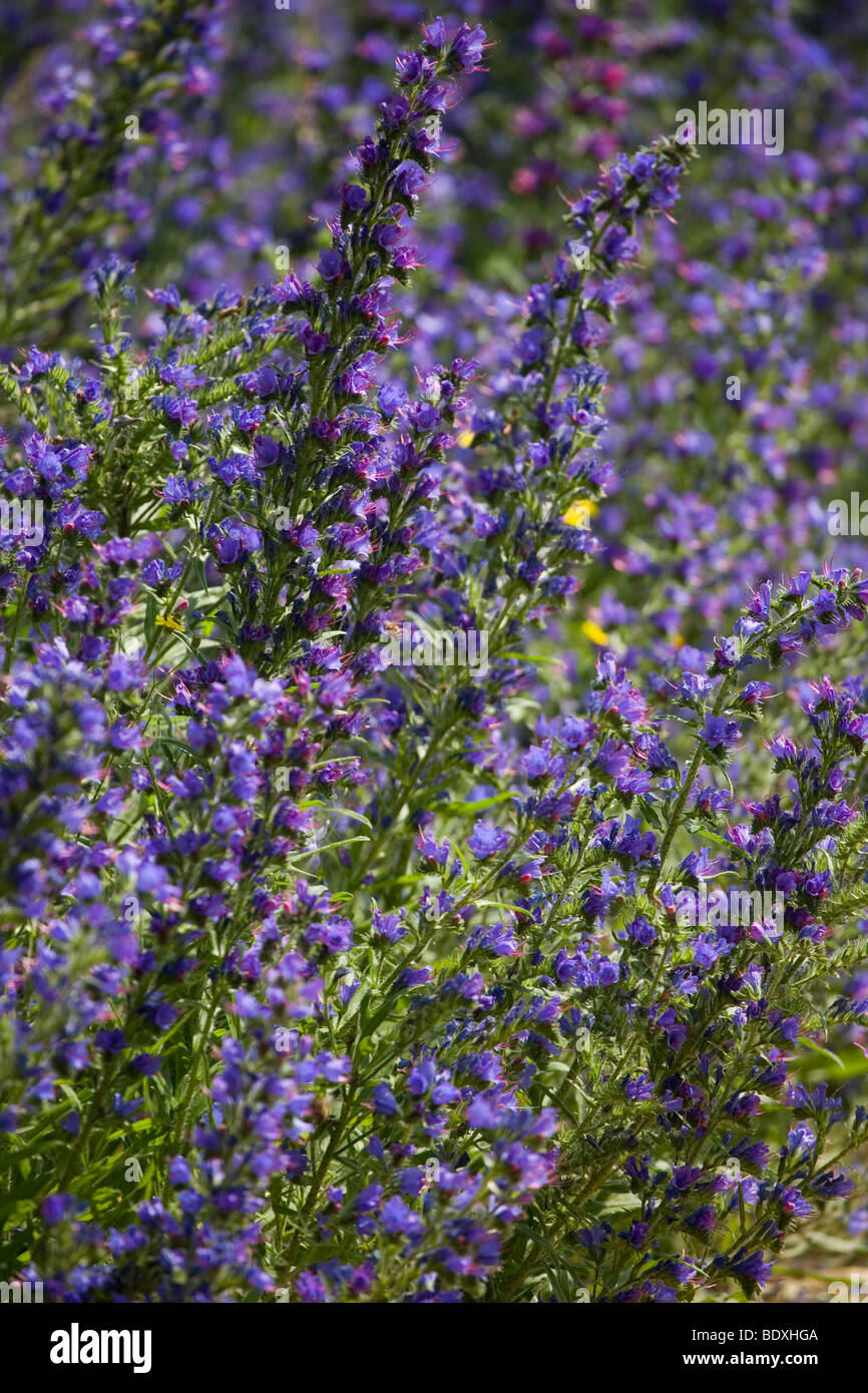 Vipers bugloss hi-res stock photography and images - Alamy