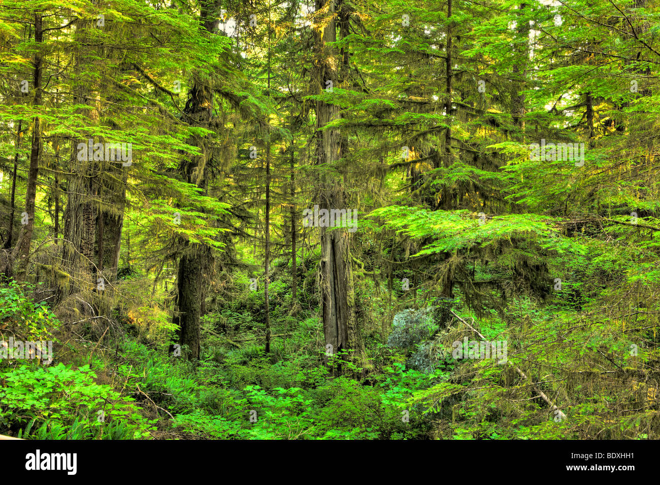 Coastal temperate rain forest canada hi-res stock photography and ...