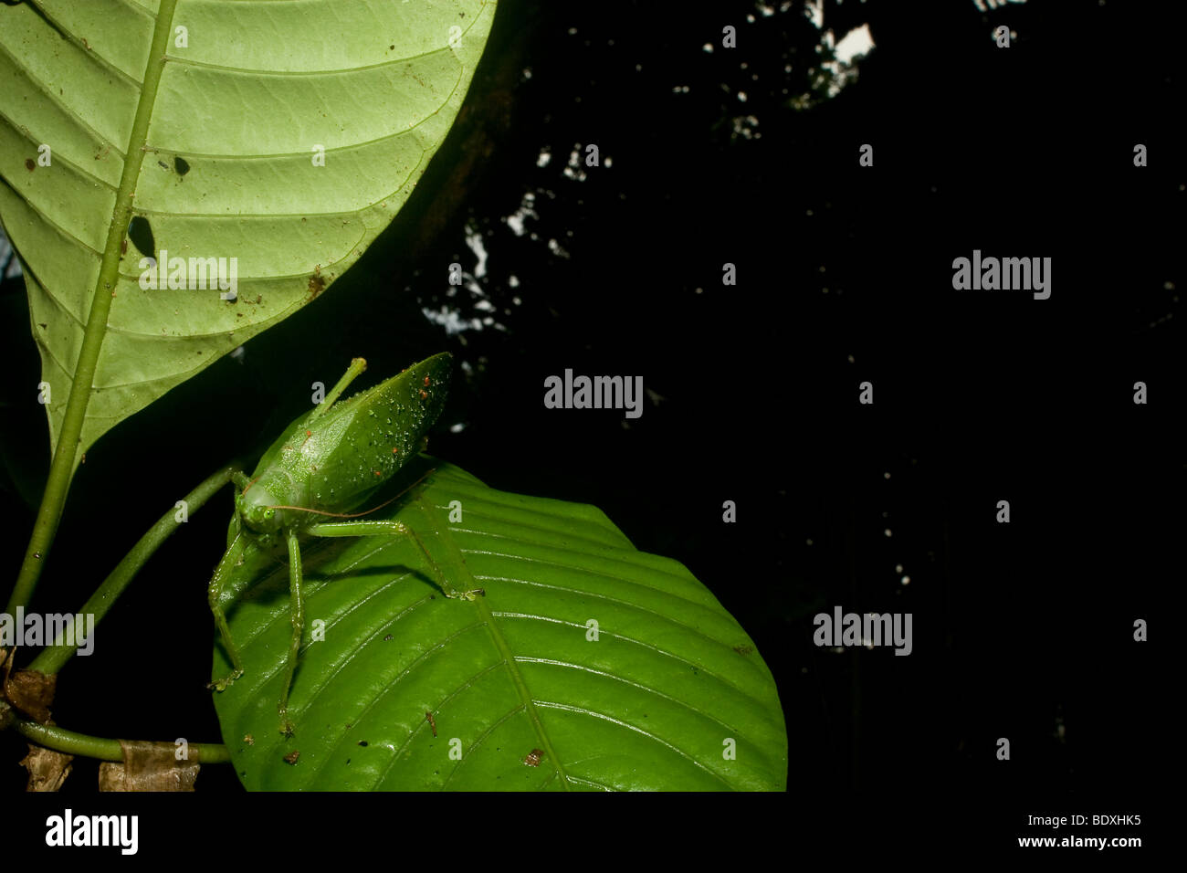 Katydid, family Tettigoniidae, also known as a bush cricket, in the ...