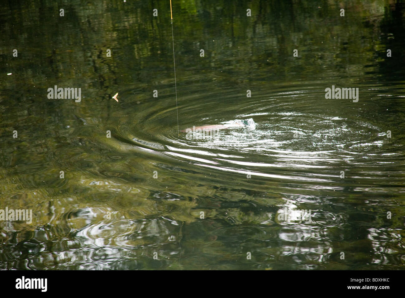 Avington hi-res stock photography and images - Alamy