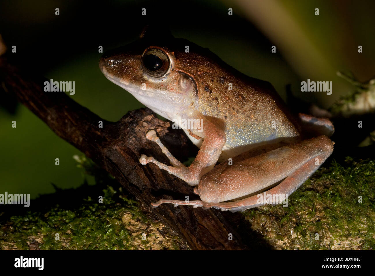 Fitzingers robber frog hi-res stock photography and images - Alamy