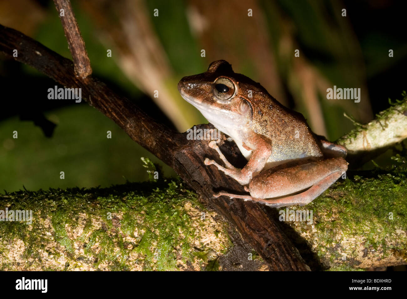 Fitzinger's rain frog, a.k.a., Fitzinger's robber frog (Craugastor ...