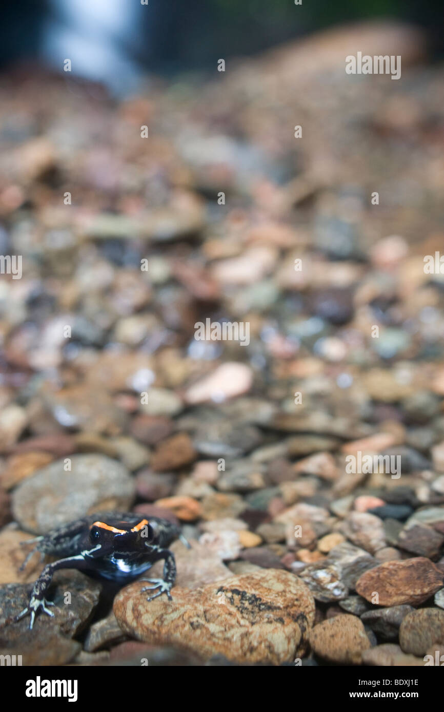 An endangered golfodulcean poison-dart frog, Phyllobates vittatus, at ...