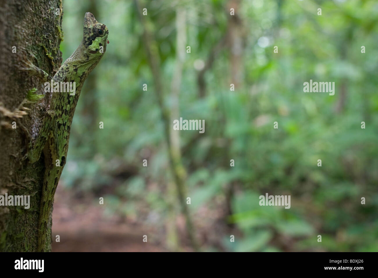 A well-camouflaged Pug-nosed anole lizard, Anolis capito, on a tree ...