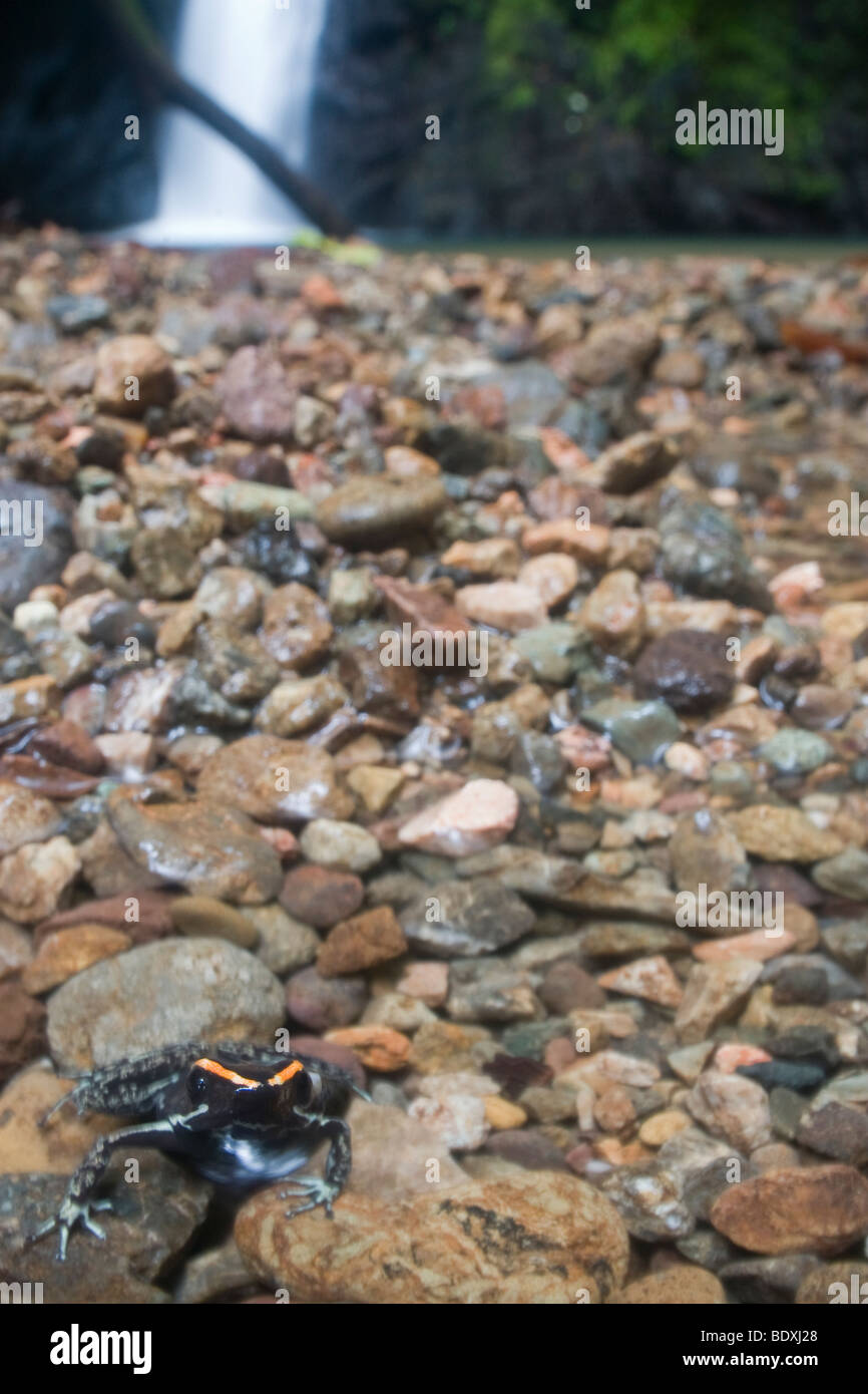 An endangered golfodulcean poison-dart frog, Phyllobates vittatus, at ...