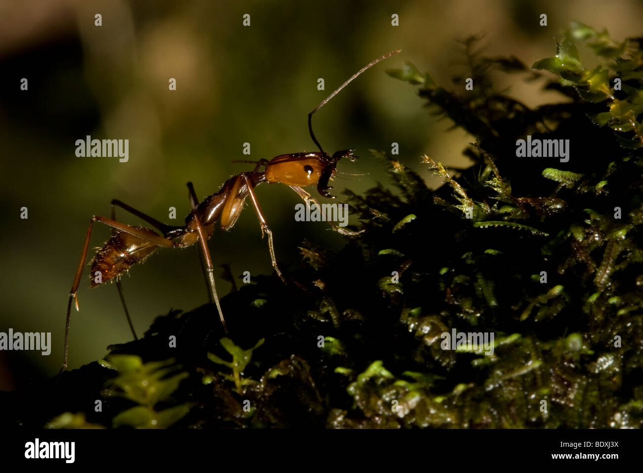A trap-jaw ant, Odontomachus sp., bearing its formidable jaws ...
