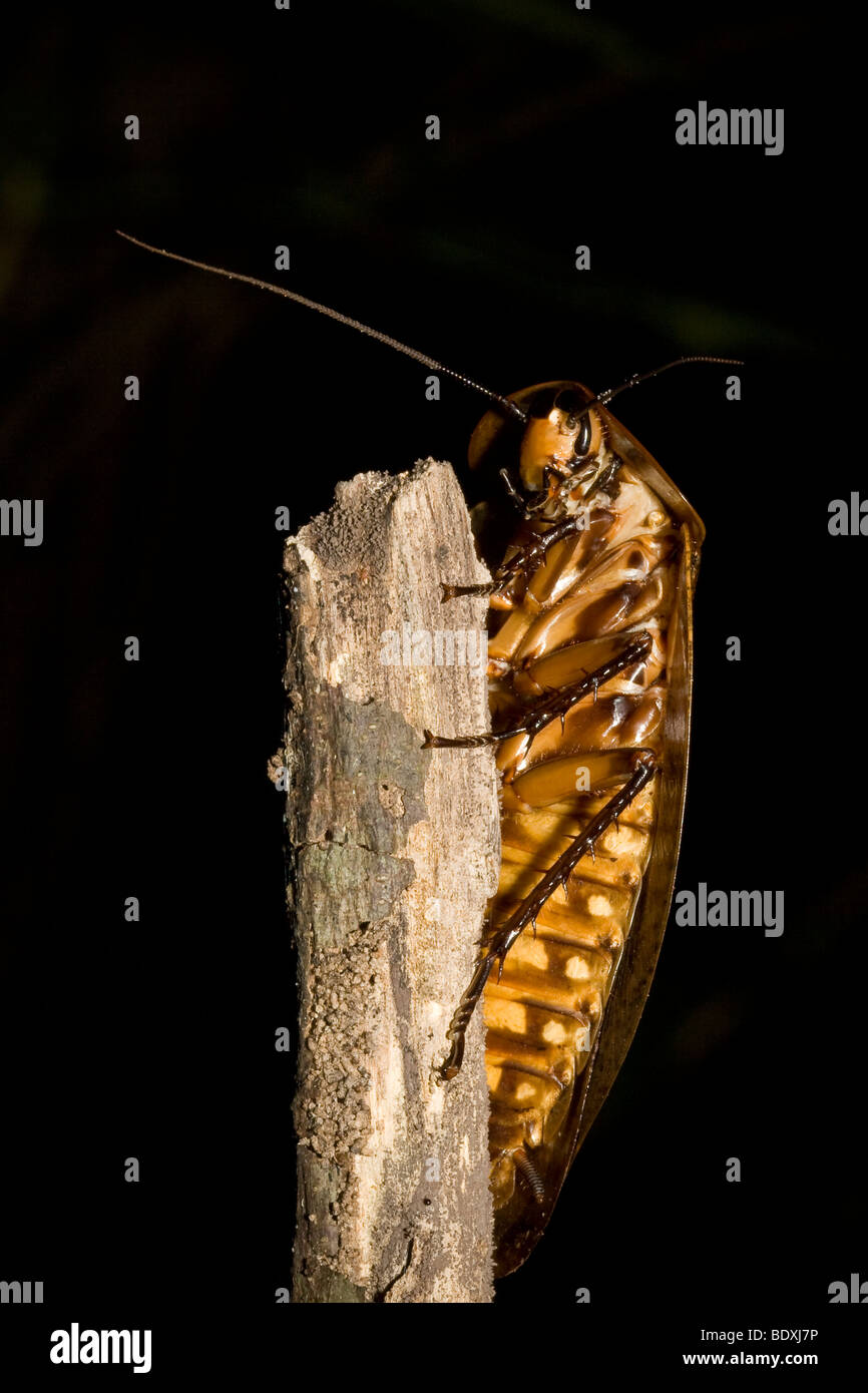 A large tropical cockroach, order Blattaria. Photographed in Costa Rica ...