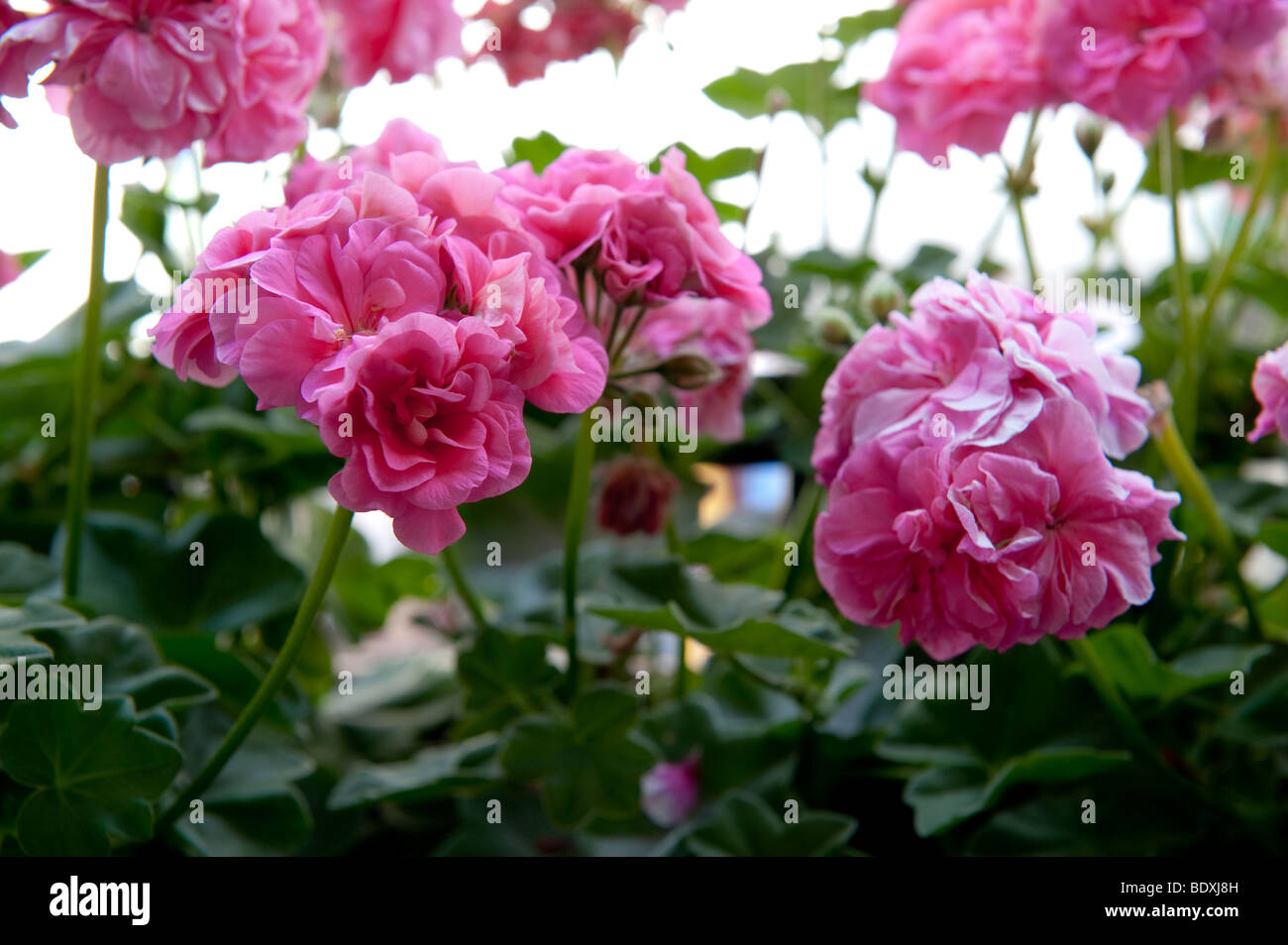 Pink Geraniums growing in a window box in Honfleur , Normandy , France ...